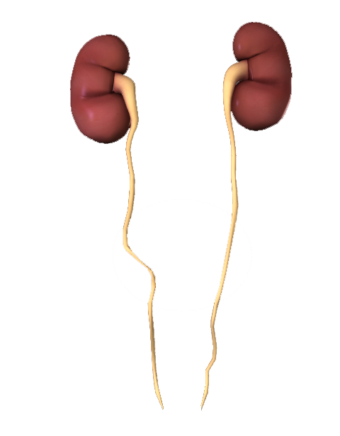 Urinary System Explained | CTE Skills