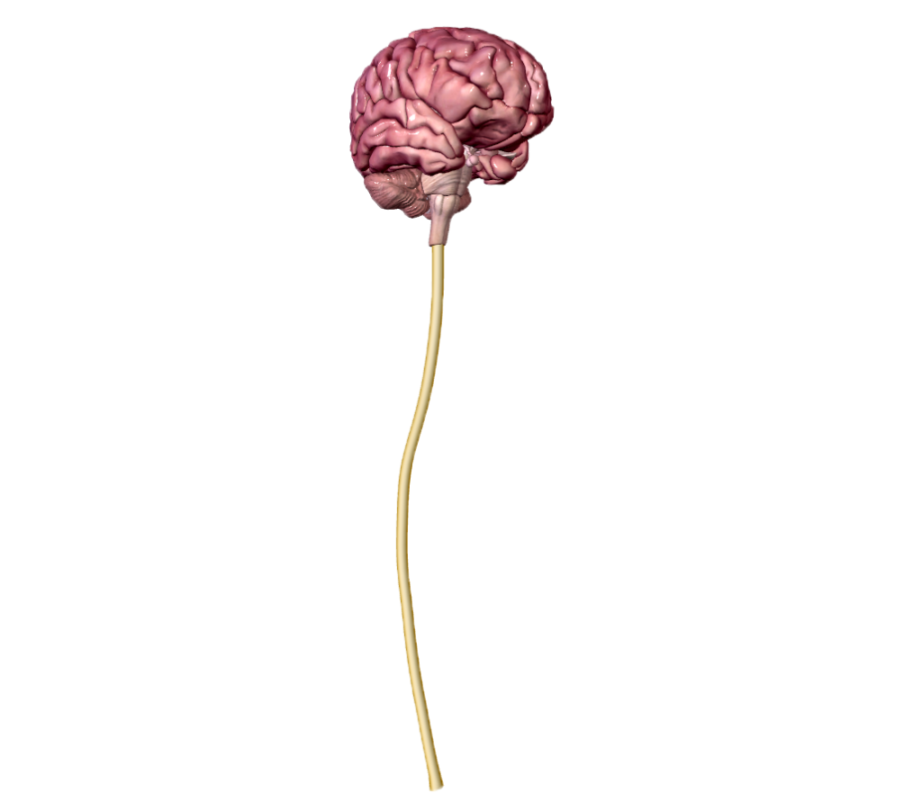 The Nervous System | CTE Skills